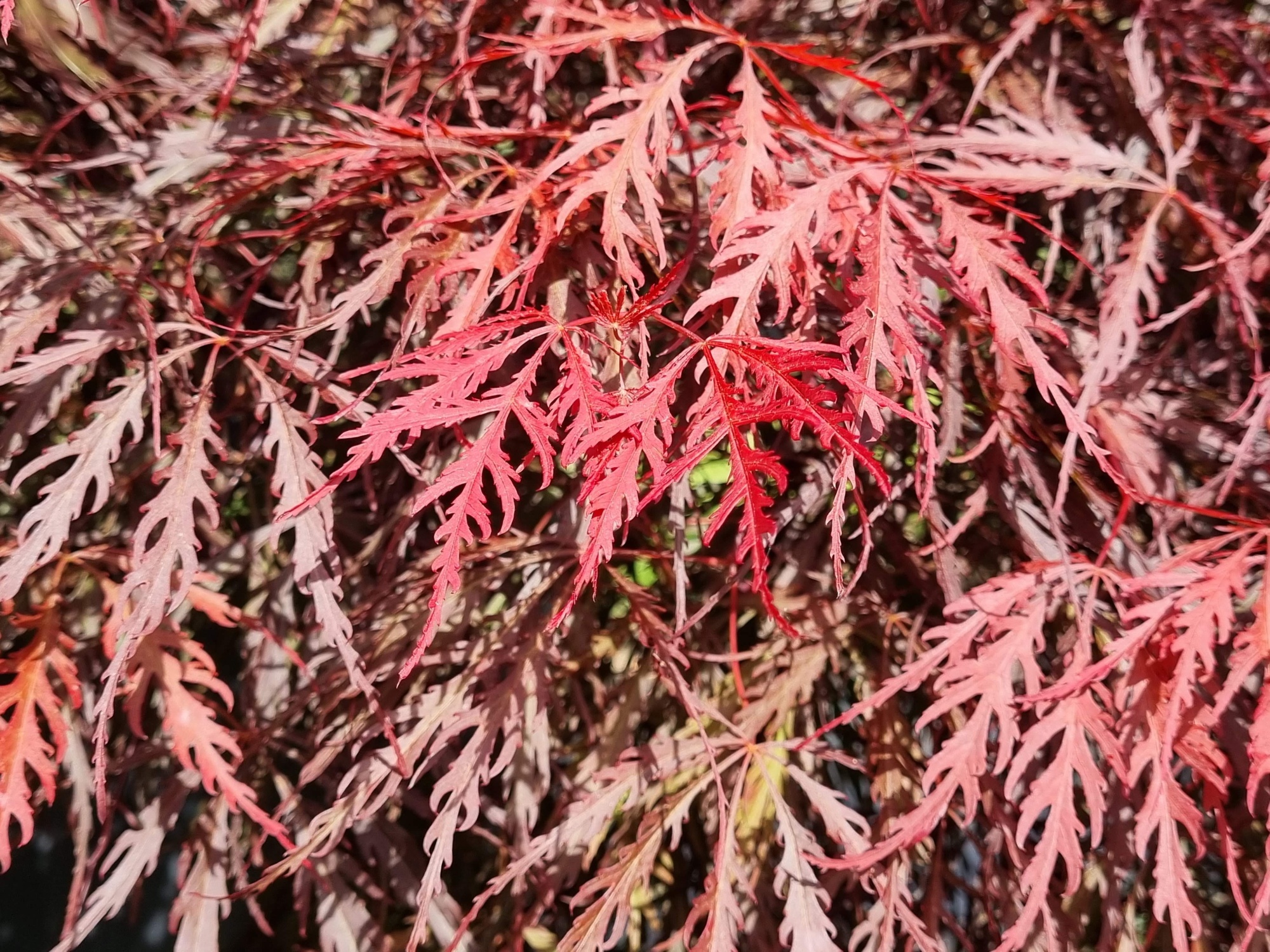Een bijzonder Acer palmatum 'Tamukeyama' kopen?