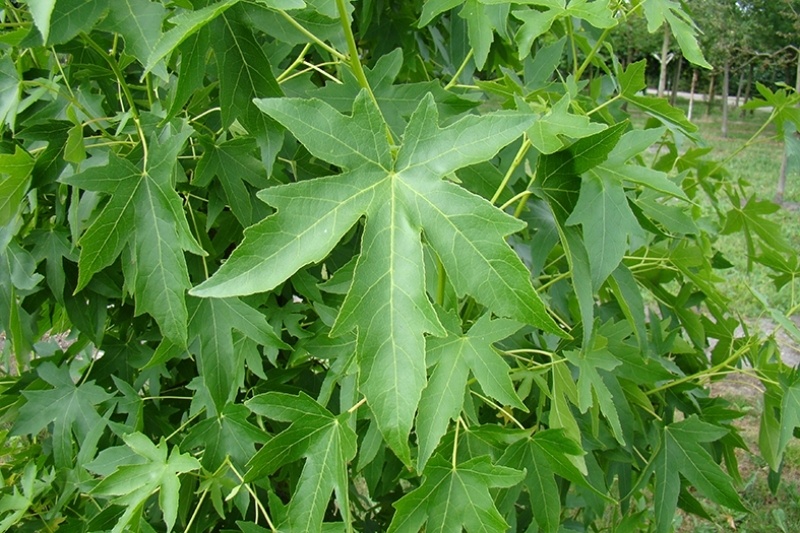 Amberboom 'Worplesdon', Liquidambar styraciflua 'Worplesdon' kopen