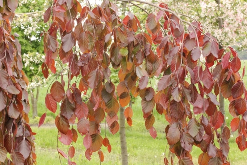Rode Treurbeuk 'Purpurea Pendula', Fagus sylvatica 'Purpurea Pendula' kopen