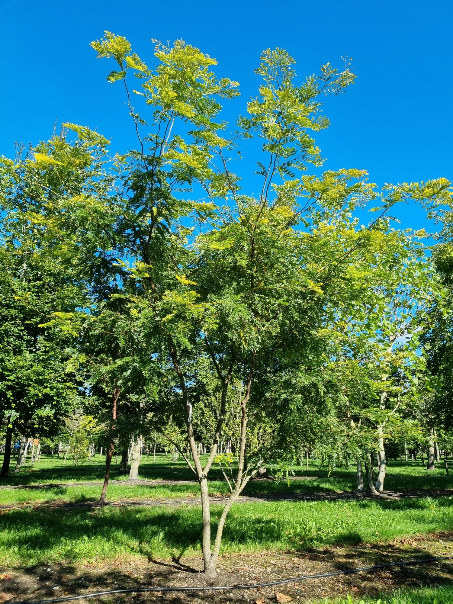 Valse Christusdoorn 'Sunburst', Gleditsia triacanthos 'Sunburst' kopen