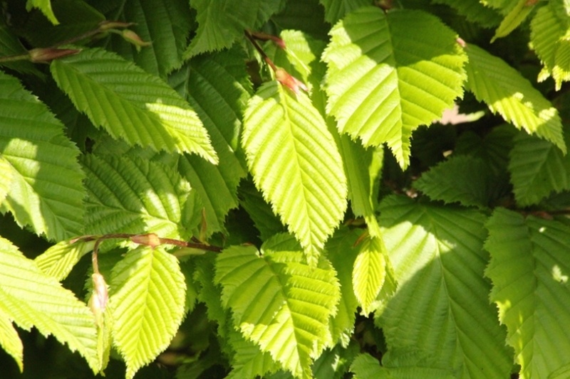 Haagbeuk, Carpinus betulus kopen