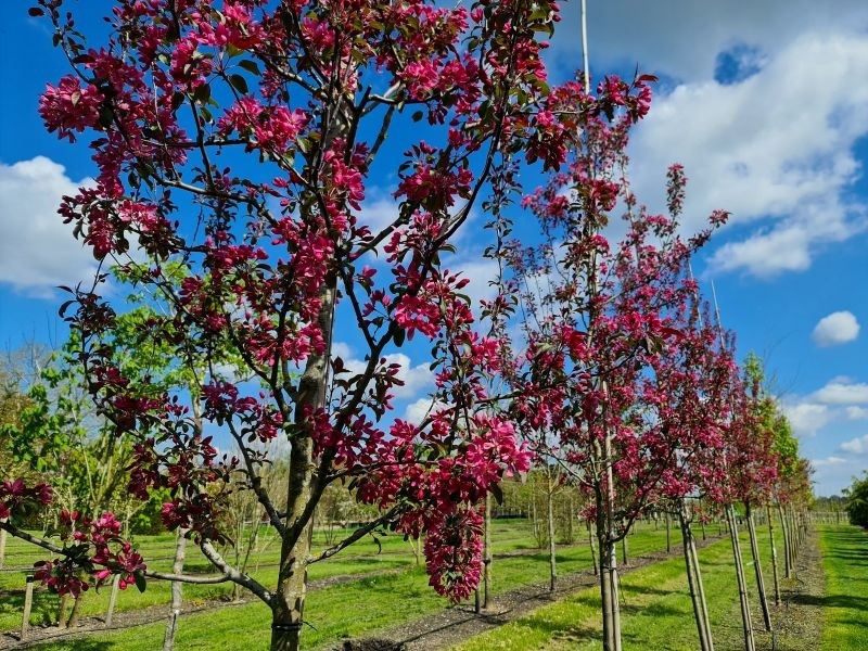 Sierappel 'Mokum', Malus 'Mokum' kopen