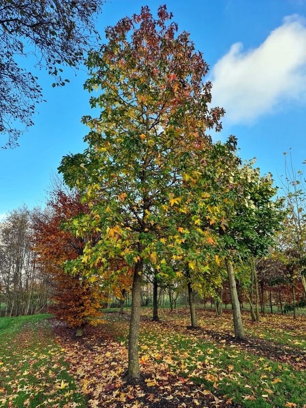 Amberboom 'Lane Roberts', Liquidambar styraciflua 'Lane Roberts' kopen
