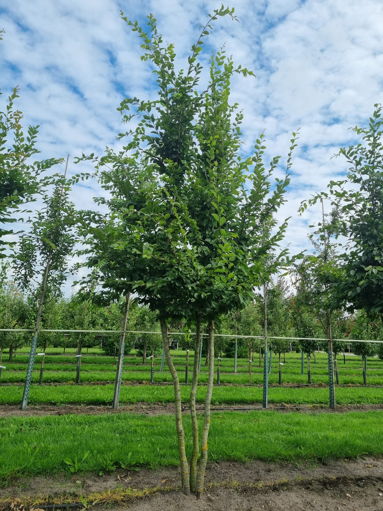 Haagbeuk, Carpinus betulus kopen