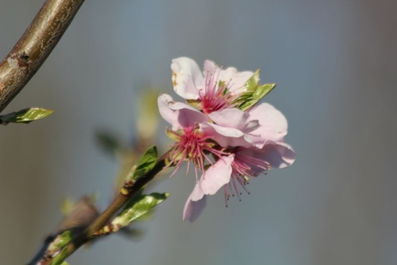 Amandel 'Robijn', Prunus dulcis 'Robijn' kopen