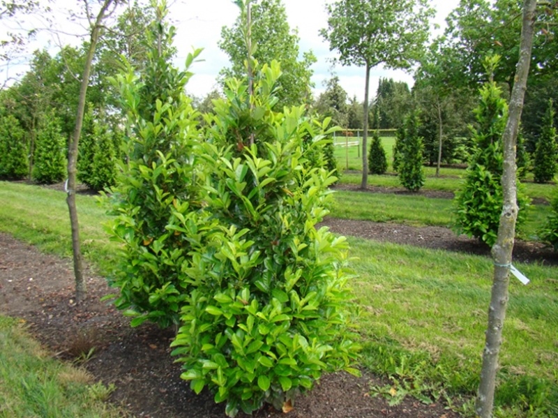 Laurierkers 'Rotundifolia' , Prunus laurocerasus 'Rotundifolia' kopen