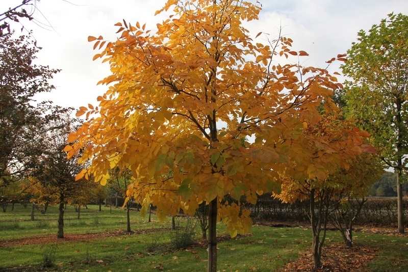 Geelhout, Cladrastis kentukea kopen