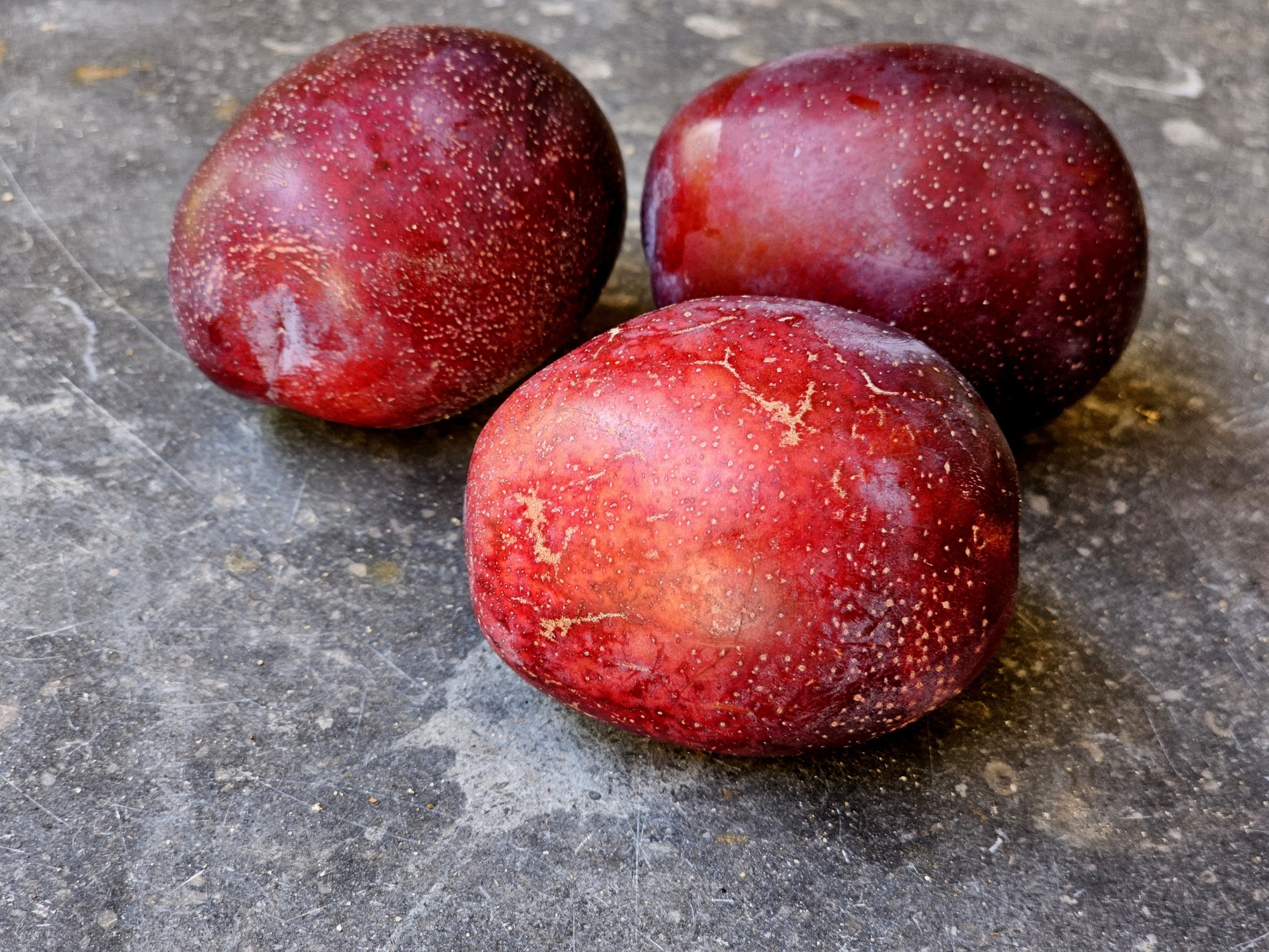 Pruim 'Jubileum' , Prunus domestica 'Jubileum' kopen