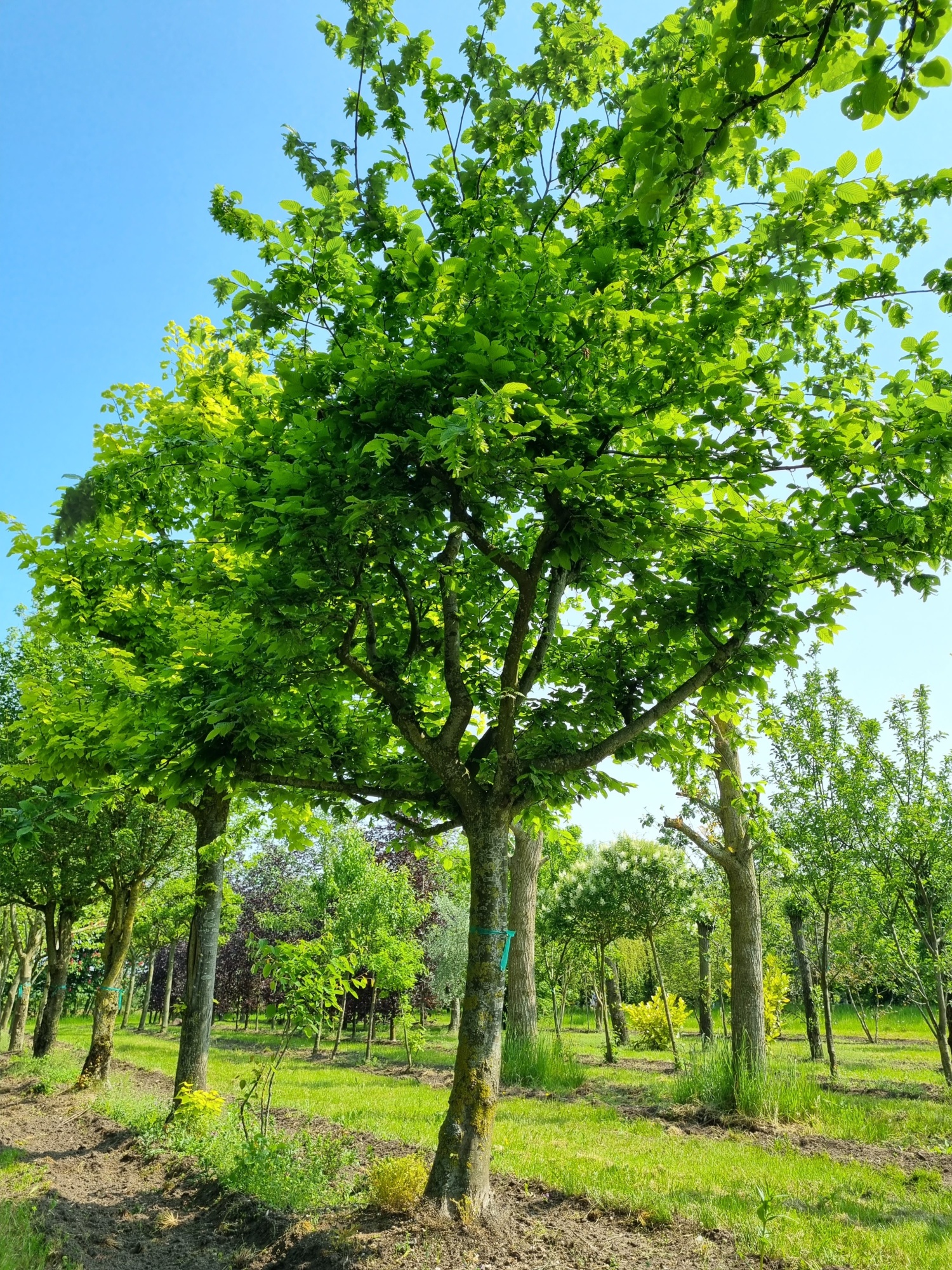 Haagbeuk, Carpinus betulus kopen