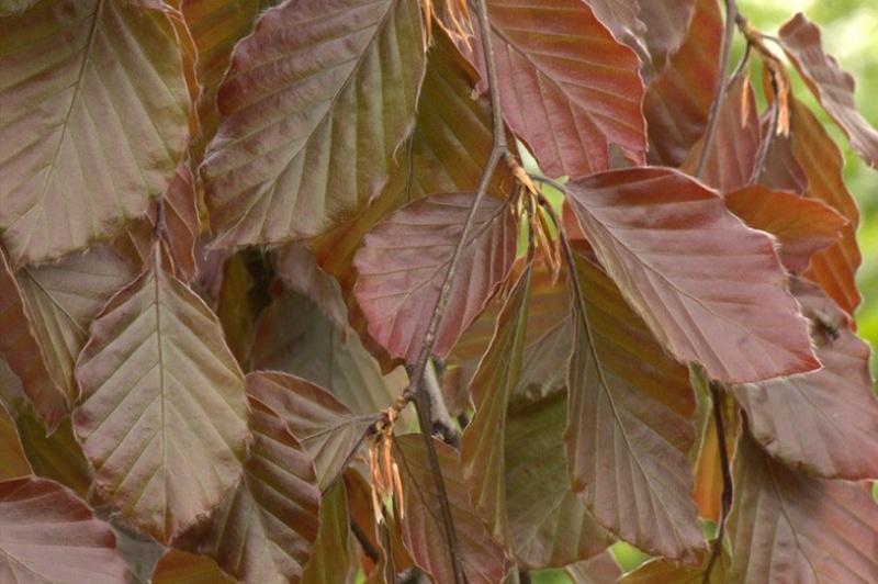 Rode Treurbeuk 'Purpurea Pendula', Fagus sylvatica 'Purpurea Pendula' kopen