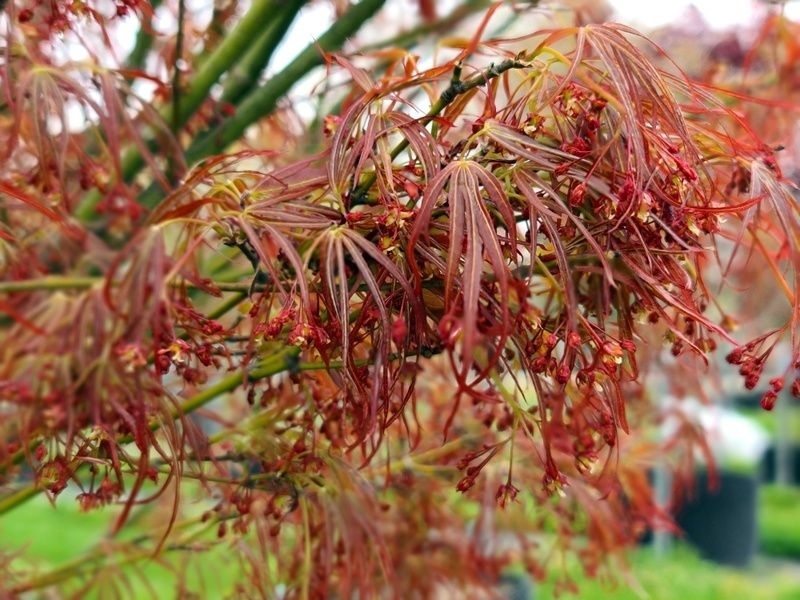 Japanse Esdoorn 'Linearilobum', Acer palmatum 'Linearilobum' kopen