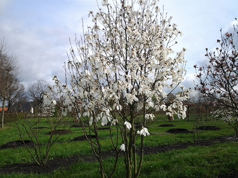 Magnolia 'Merrill', Magnolia loebneri 'Merrill' kopen