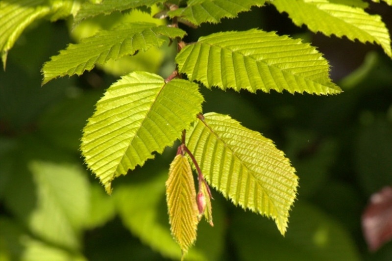 Haagbeuk, Carpinus betulus kopen