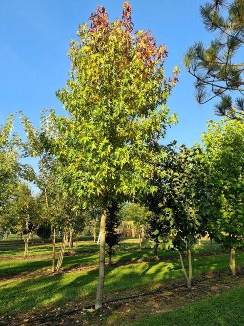 Amberboom 'Worplesdon', Liquidambar styraciflua 'Worplesdon' kopen