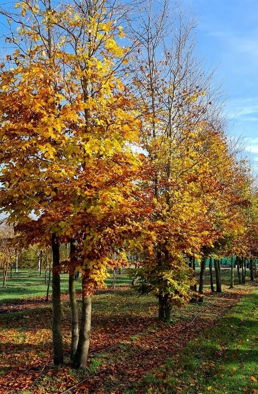 Gewone beuk, Fagus sylvatica kopen