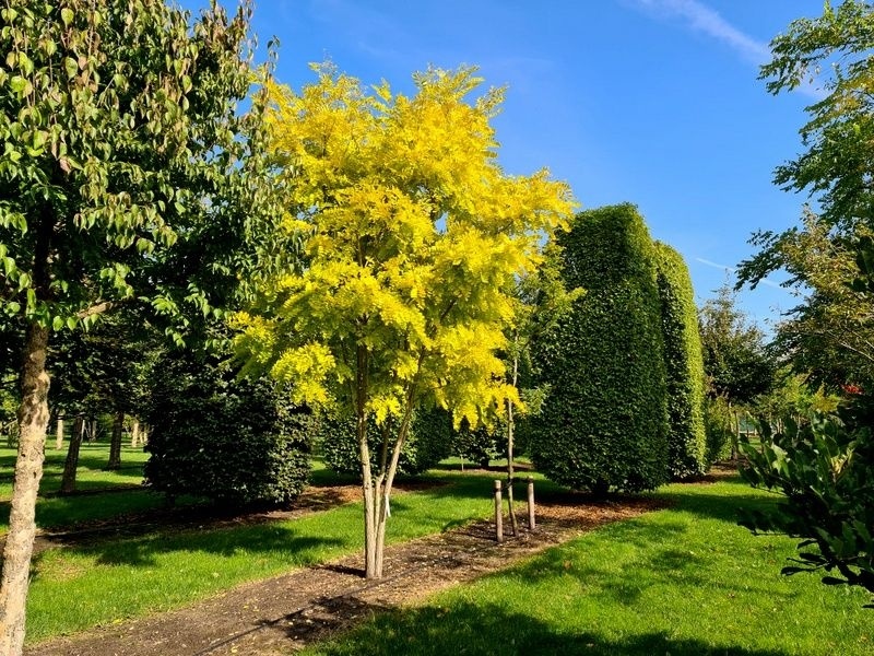 Gele Acacia , Robinia pseudoacacia 'Frisia' kopen