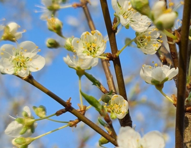 Pruim 'Santa Rosa', Prunus domestica 'Santa Rosa' kopen