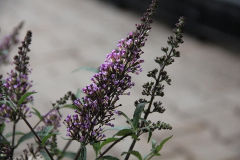 Vlinderstruik 'Buzz Violet', Buddleja davidii 'Buzz Violet' kopen