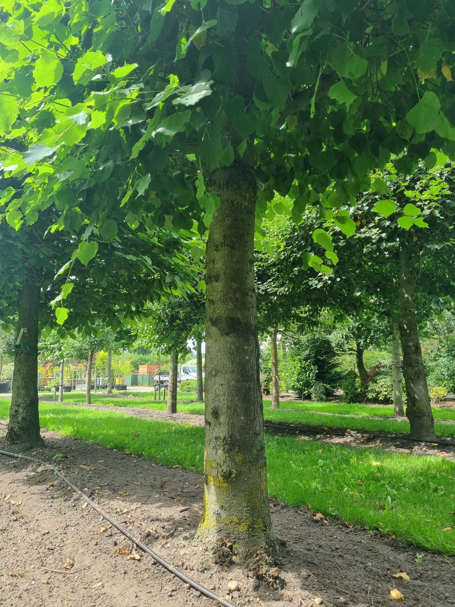 Een oude volwassen leilinde kopen voor direct resultaat?