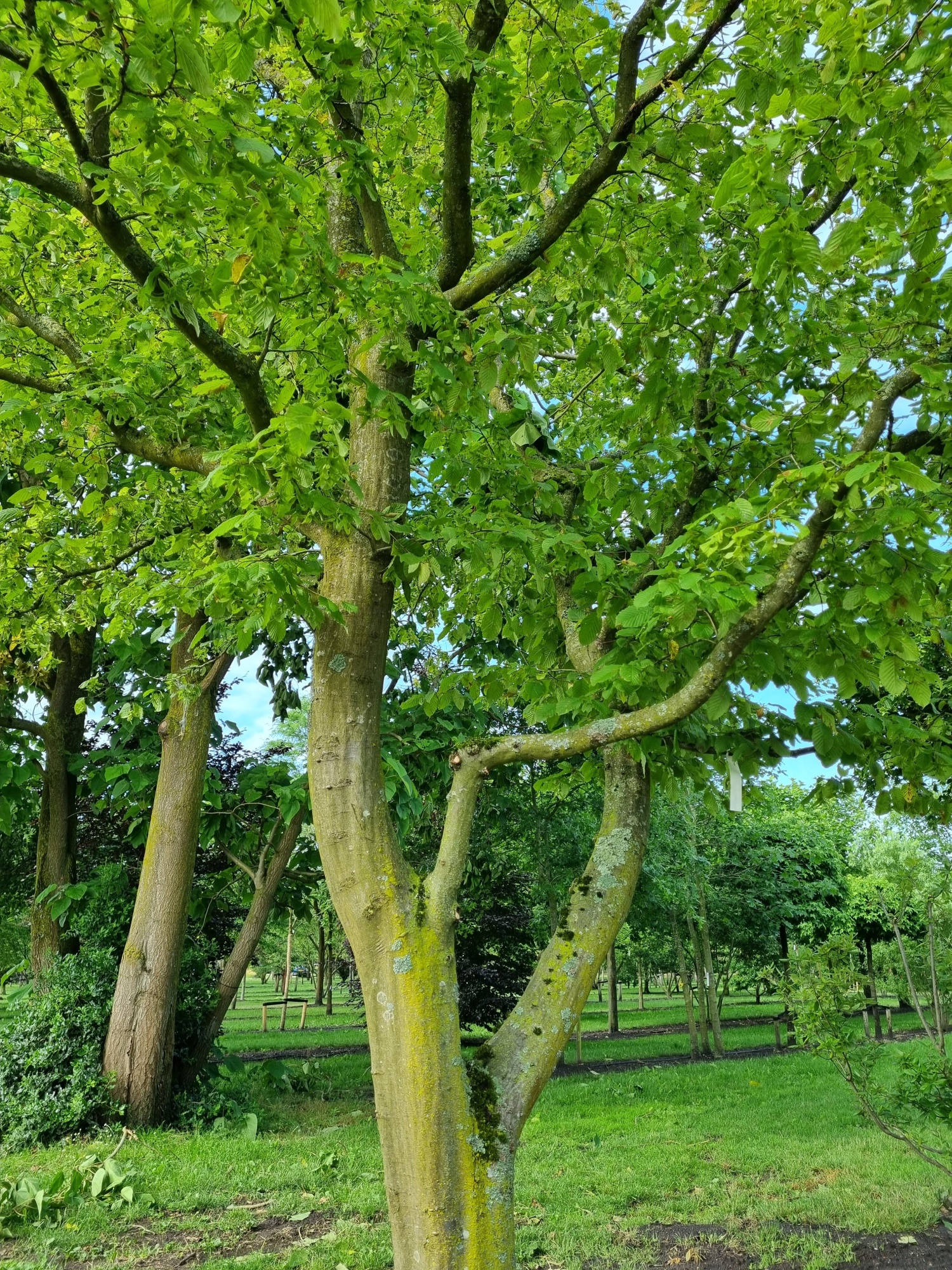 Deze Carpinus betulus als grote boom voor een kleine tuin.