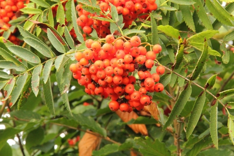 Lijsterbes, Sorbus aucuparia kopen