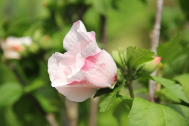 Altheastruik 'Mathilde', Hibiscus syriacus 'Mathilde' kopen