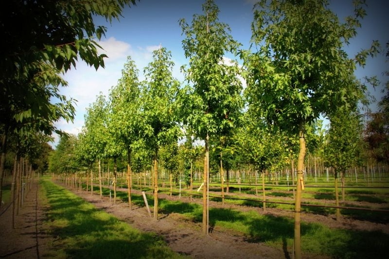 Amberboom 'Worplesdon', Liquidambar styraciflua 'Worplesdon' kopen