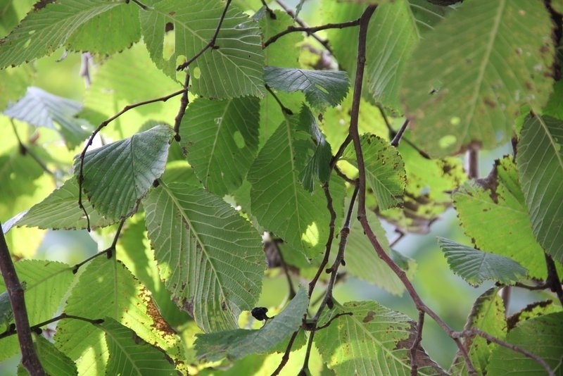 Prieel-iep, Ulmus 'Camperdownii' kopen