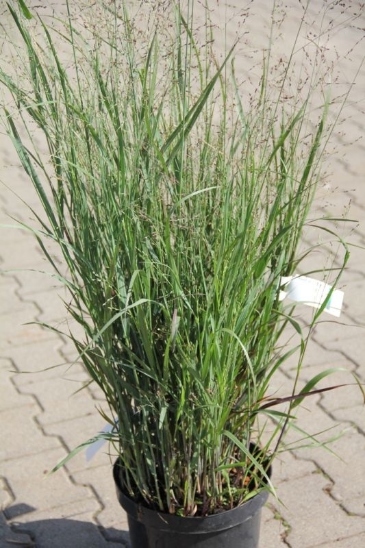 Vingergras 'Heavy Metal', Panicum virgatum 'Heavy Metal' kopen