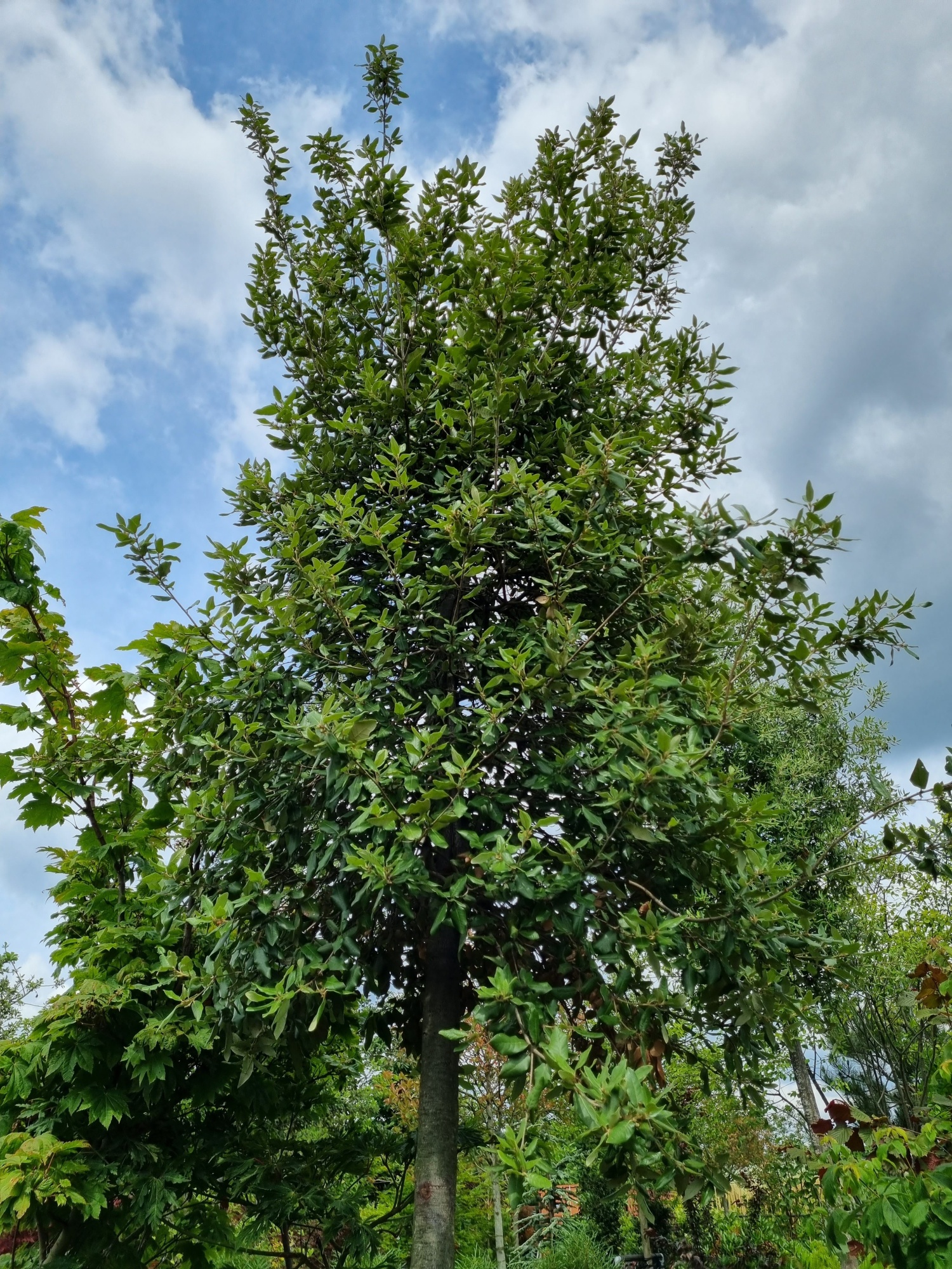 Een volwassen steeneik kopen voor direct resultaat?
