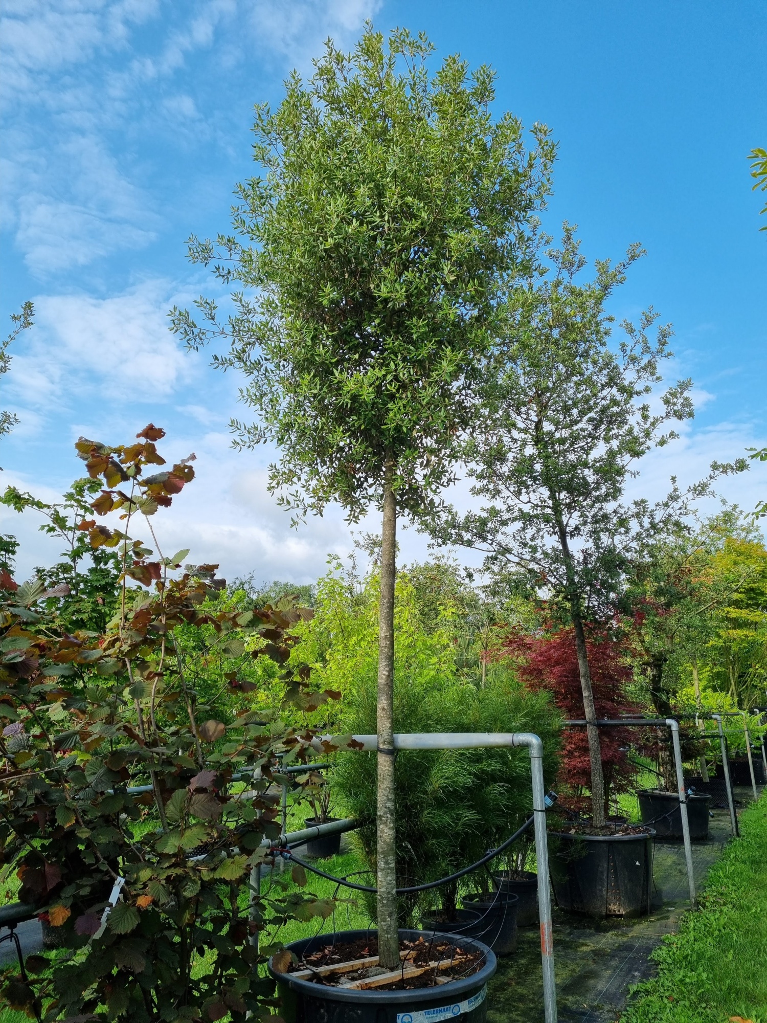 Steeneik, Quercus ilex kopen