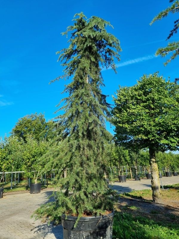 Himalayaceder 'Pendula' , Cedrus deodara 'Pendula' kopen