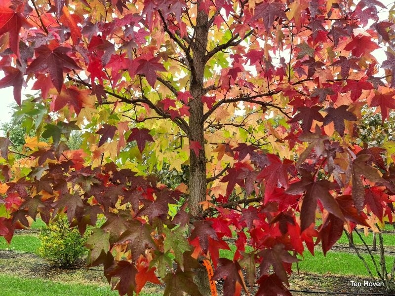 Amberboom, Liquidambar styraciflua kopen