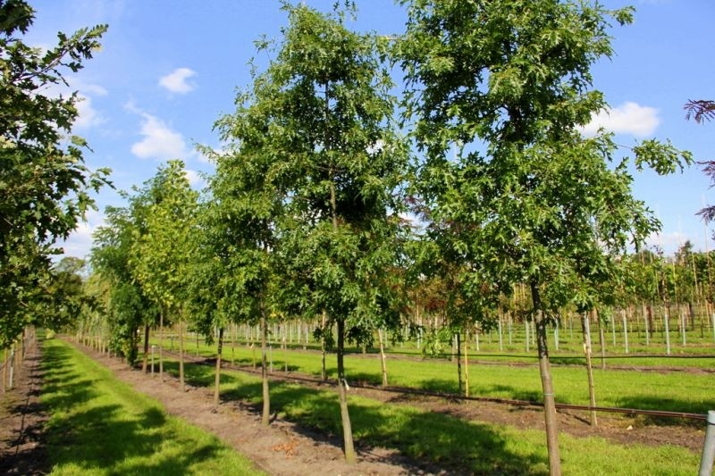 Moeraseik, Quercus palustris kopen