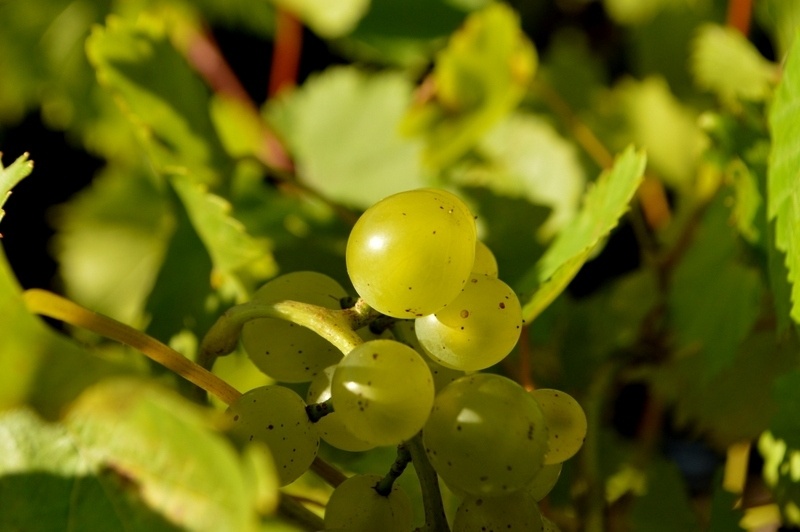 Witte druif 'Vroege van der Laan', Vitis vinifera 'Vroege van der Laan ...