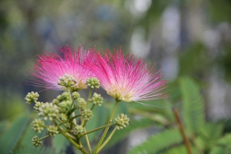Perzische Slaapboom 'Ombrella', Albizia julibrissin 'Ombrella' kopen