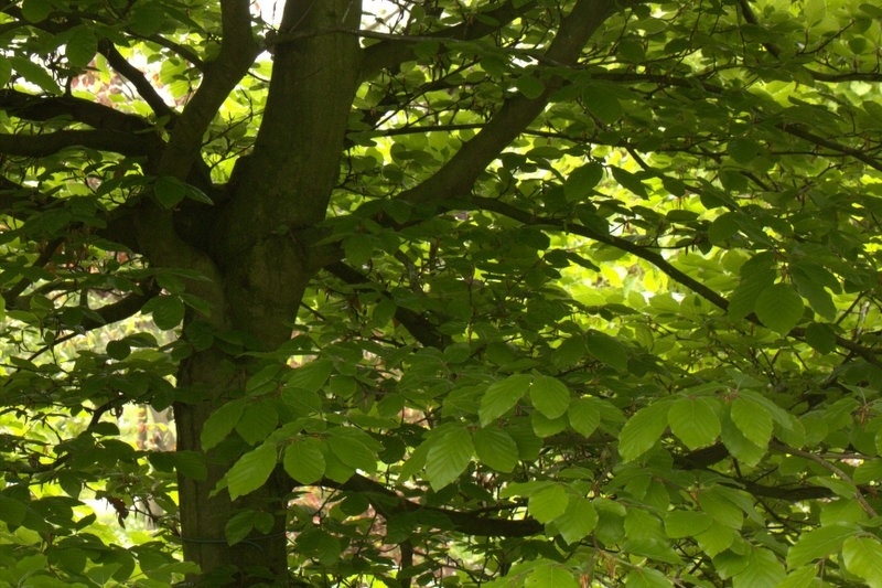 Groene Beuk, spil, Fagus sylvatica kopen