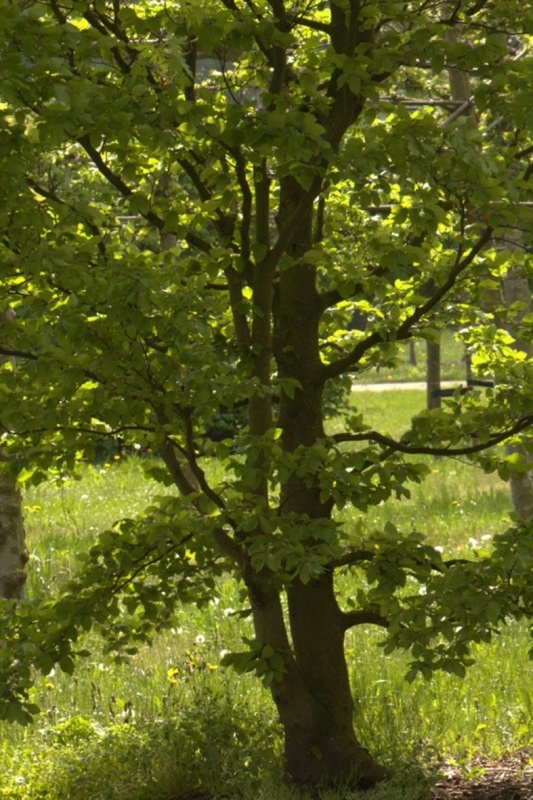 Gewone beuk, Fagus sylvatica kopen