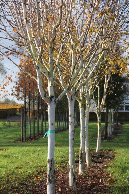 Himalayaberk, Betula utilis 'Doorenbos' kopen