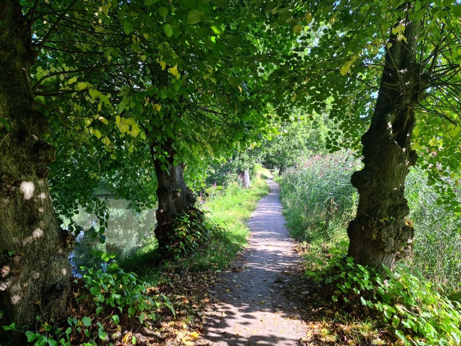 sfeertuinen en natuurlijke landschappelijke tuinen. Bostuinen.