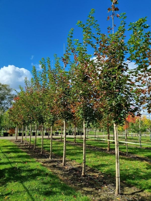 Amerikaanse Esdoorn 'Pacific Sunset', Acer 'Pacific Sunset' kopen