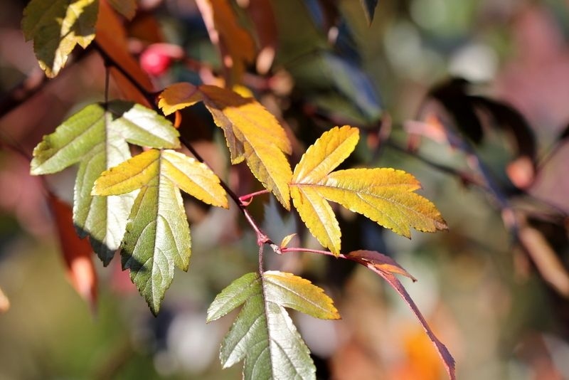 Sierappel 'Freja', Malus toringo 'Freja' kopen