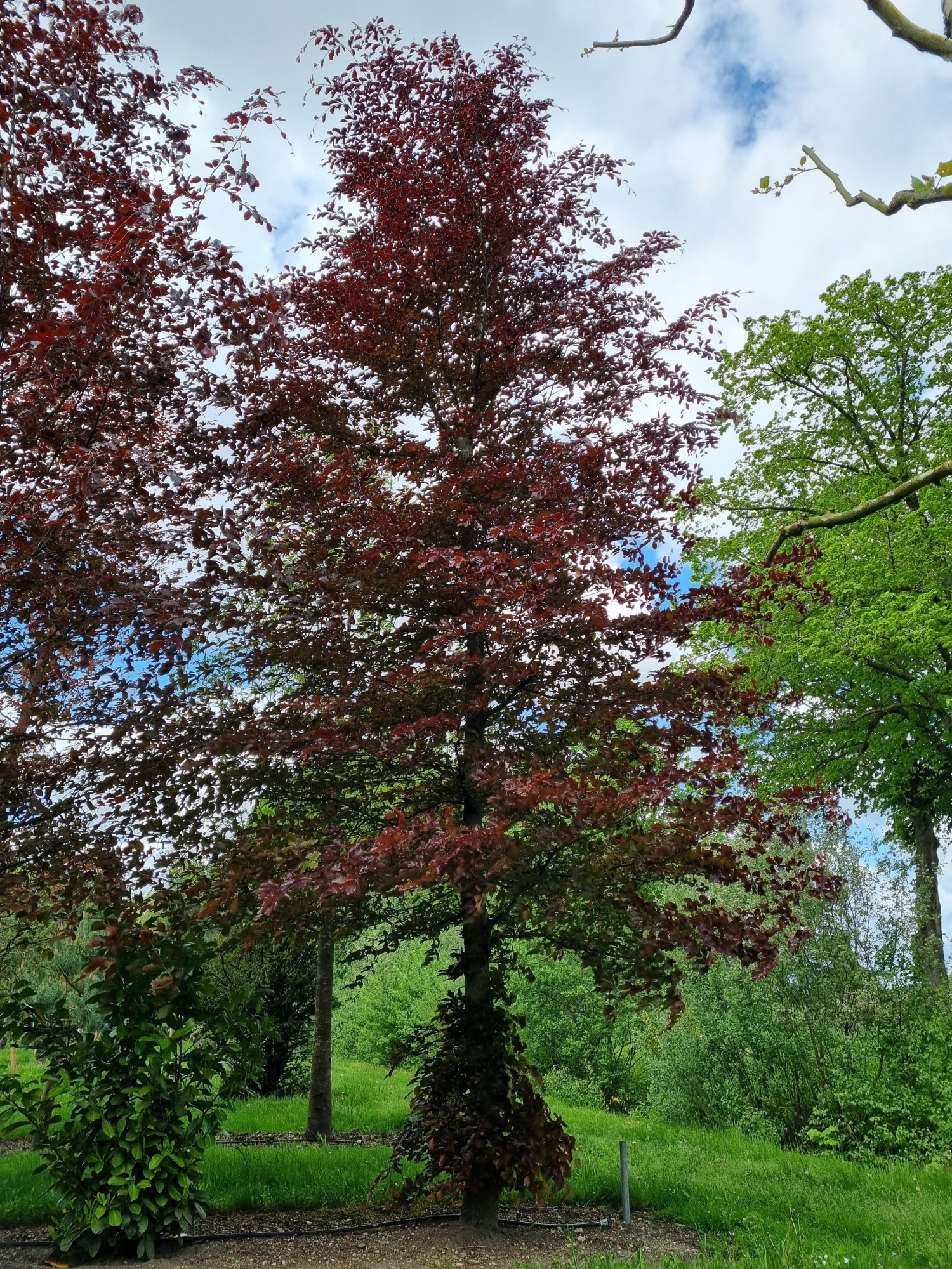 Rode Beuk 'Atropunicea', Fagus sylvatica 'Atropunicea' kopen