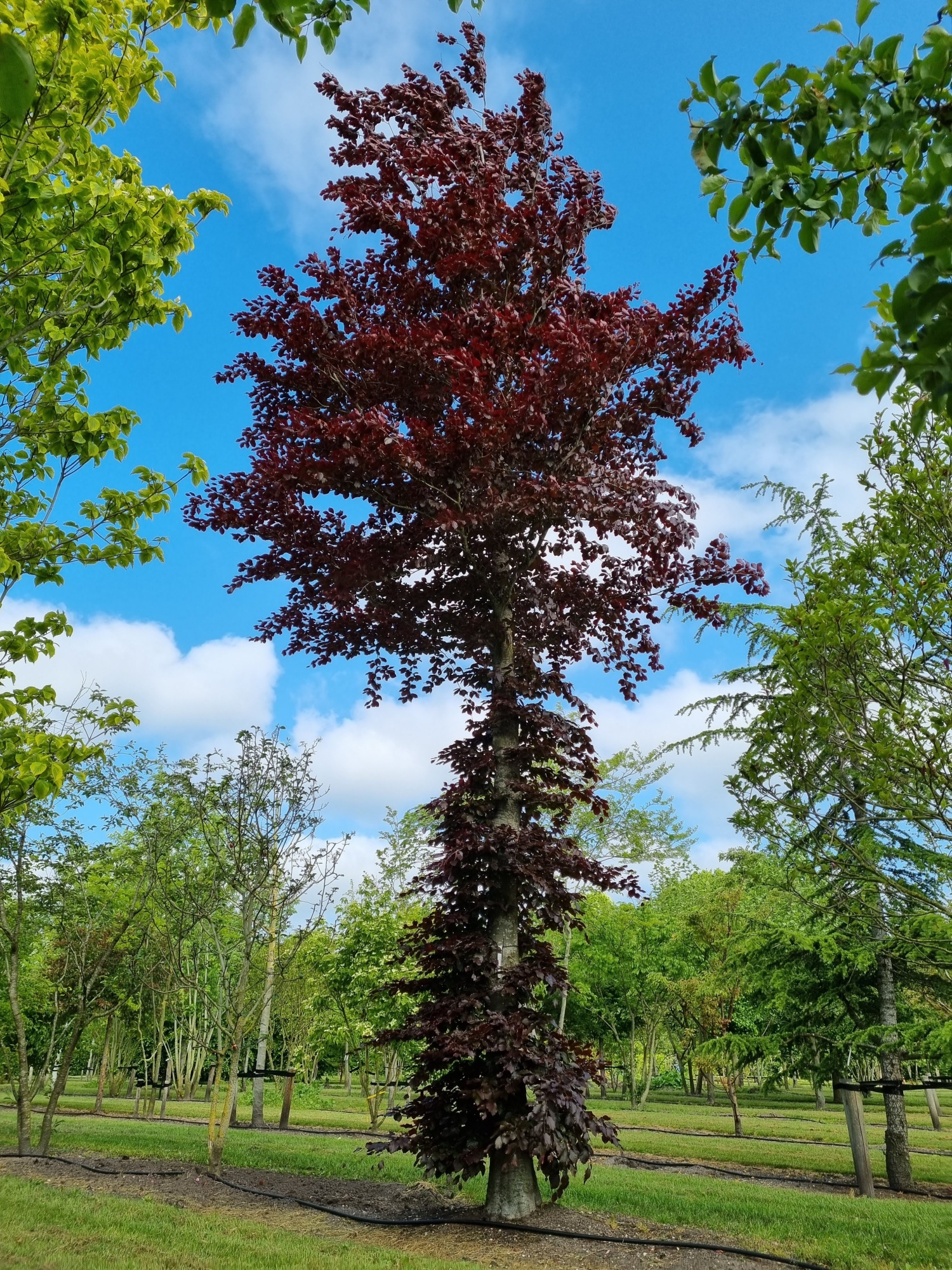 Rode Beuk 'Atropunicea', Fagus sylvatica 'Atropunicea' kopen