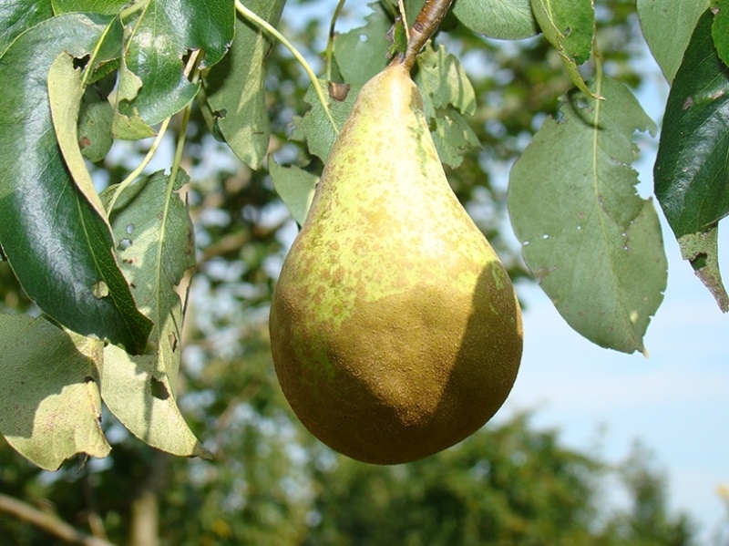 Handpeer 'Conference', Pyrus communis 'Conference' kopen
