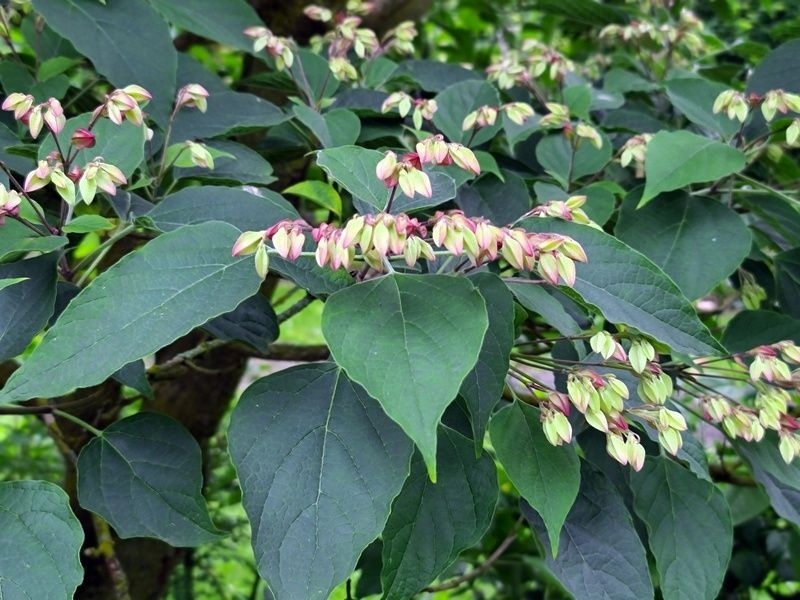 Kansenboom, Clerodendrum trichotomum kopen