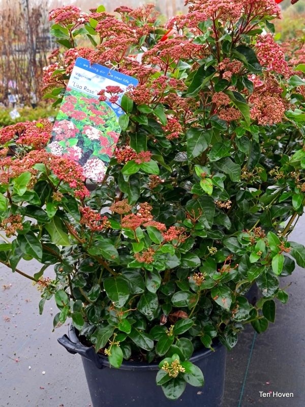 Sneeuwbal 'Liza Rose', Viburnum tinus 'Liza Rose' kopen