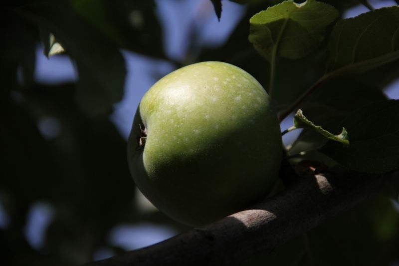 Appel 'Ster', Malus domestica 'Sterappel' kopen