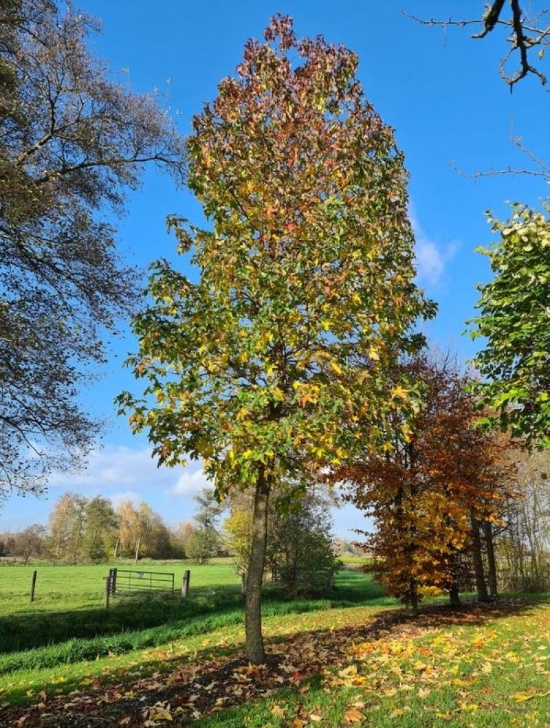 Amberboom 'Lane Roberts', Liquidambar styraciflua 'Lane Roberts' kopen