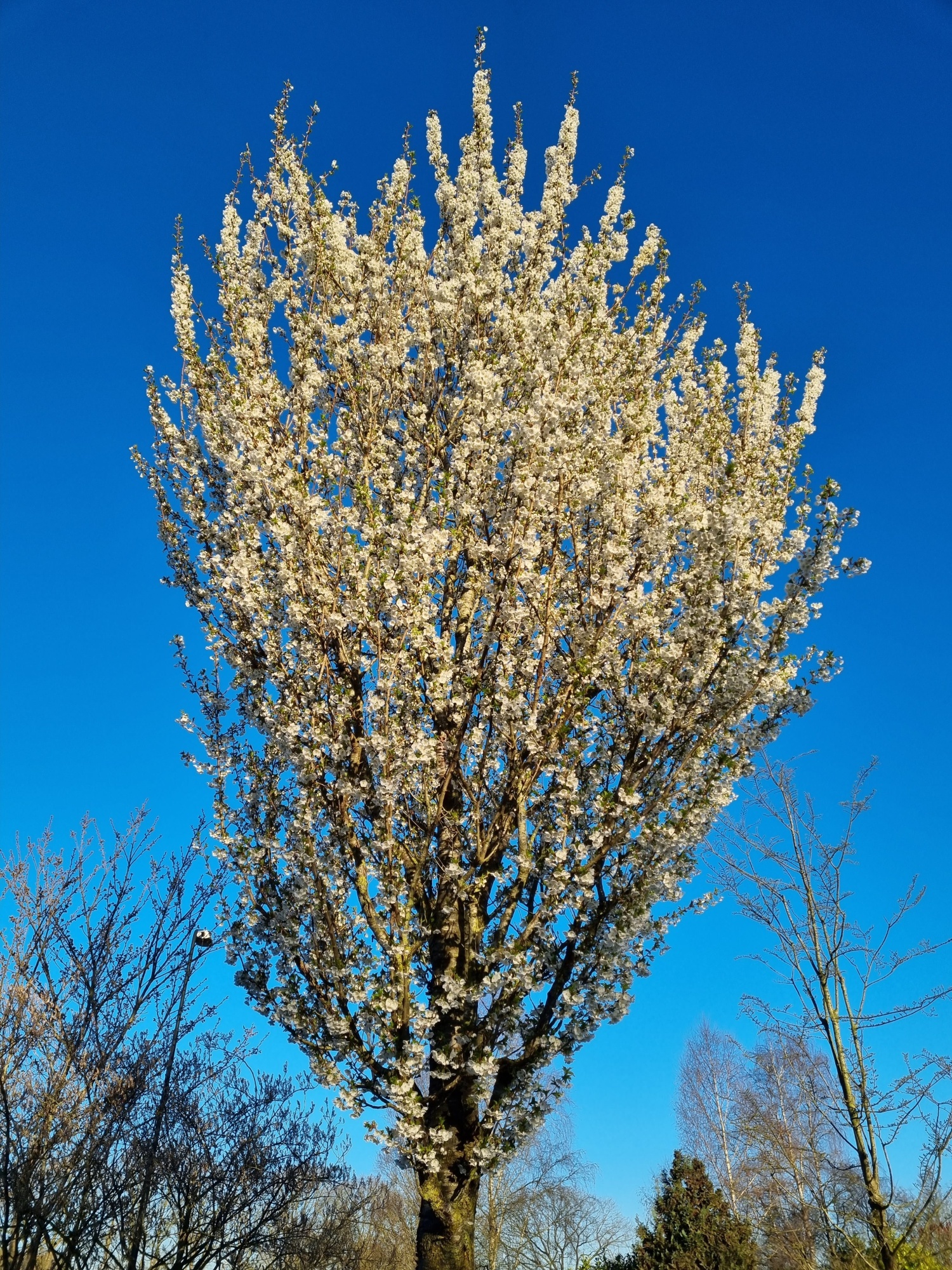 De prunus umineko is een prachtig wit bloeiende sierkers